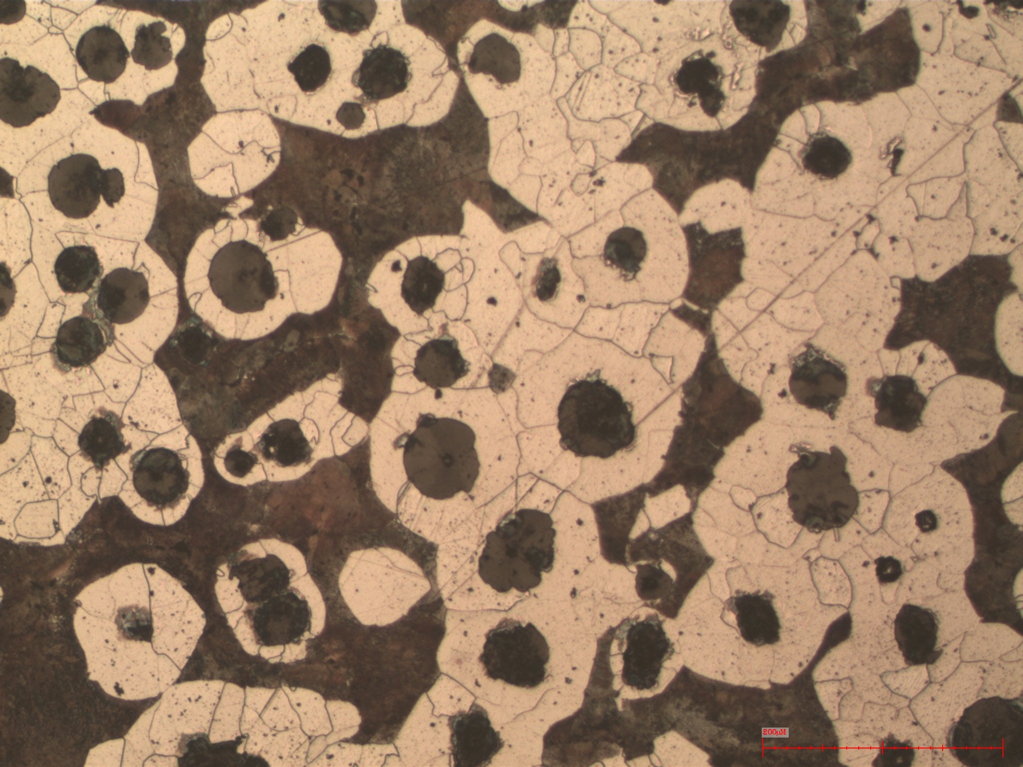 TASSO | EN-GJS-450-12C